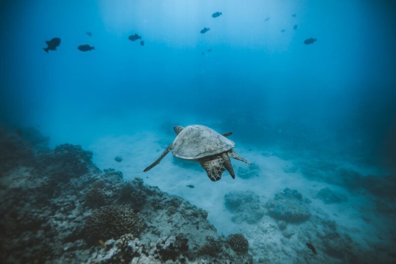 Oahu: Private Turtle Snorkeling with Customizable Itinerary - Introduction