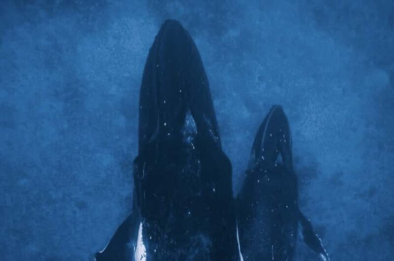 Oahu: Private Whale-Watching Tour - 6 passengers max - The Sum Up