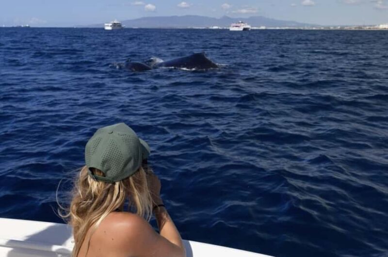 Oahu: Private Whale-Watching Tour - 6 passengers max - FAQ
