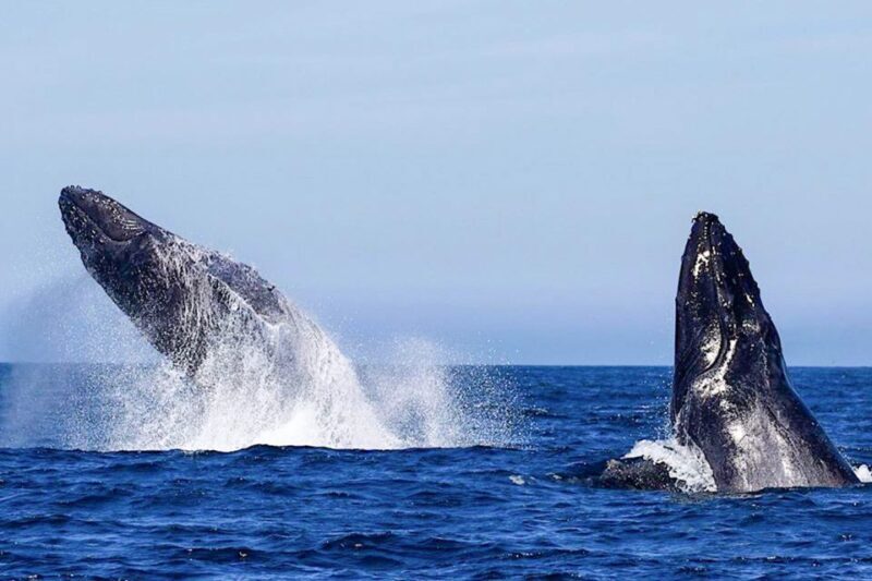 Oahu: Seasonal Whale Watch Cruise - A Close Look at the Experience