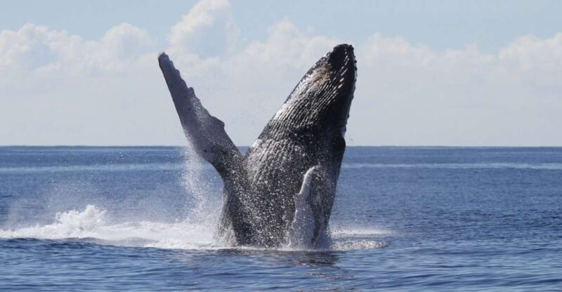 Oahu: Seasonal Whale Watch Cruise - Final Thoughts