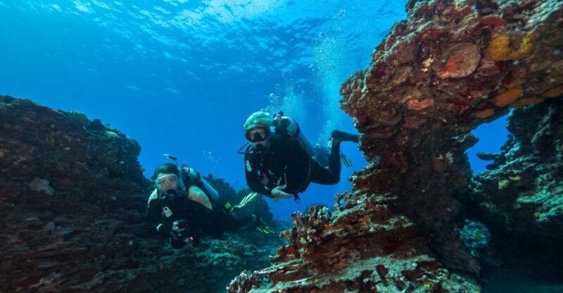 Oahu: Shallow Reef Scuba Dive for Certified Divers - Oahu: Shallow Reef Scuba Dive for Certified Divers — An In-Depth Review