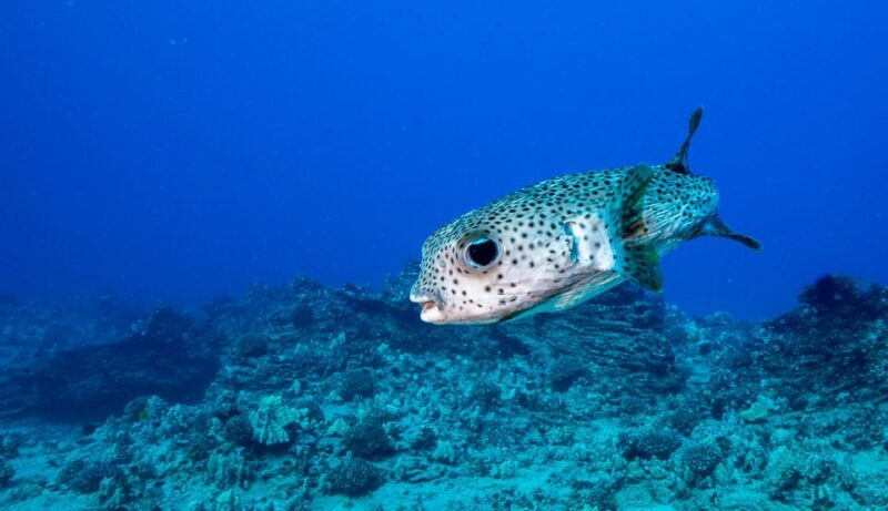Oahu: Shallow Reef Scuba Dive for Certified Divers - Key Points