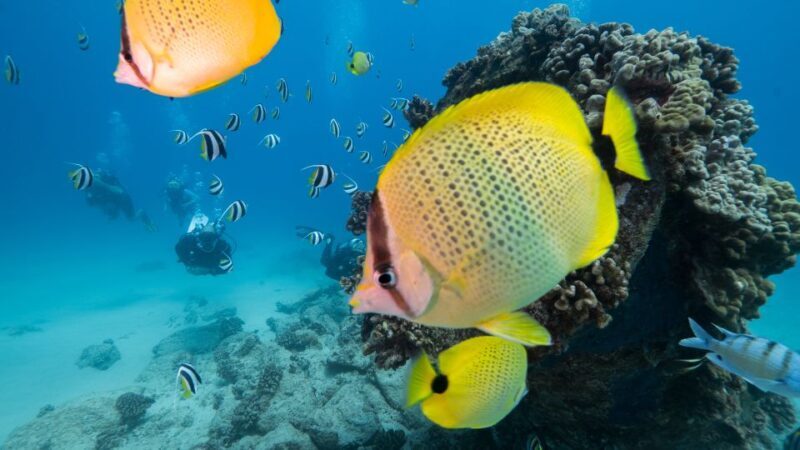 Oahu: Shallow Reef Scuba Dive for Certified Divers - Deep Dive Into the Experience