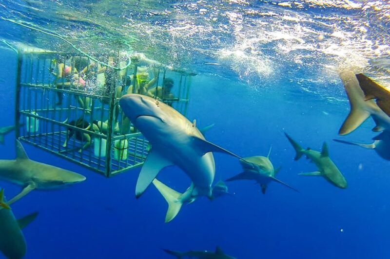 Oahu: Shark Cage Dive on the North Shore - Oahu: Shark Cage Dive on the North Shore — An In-Depth Look
