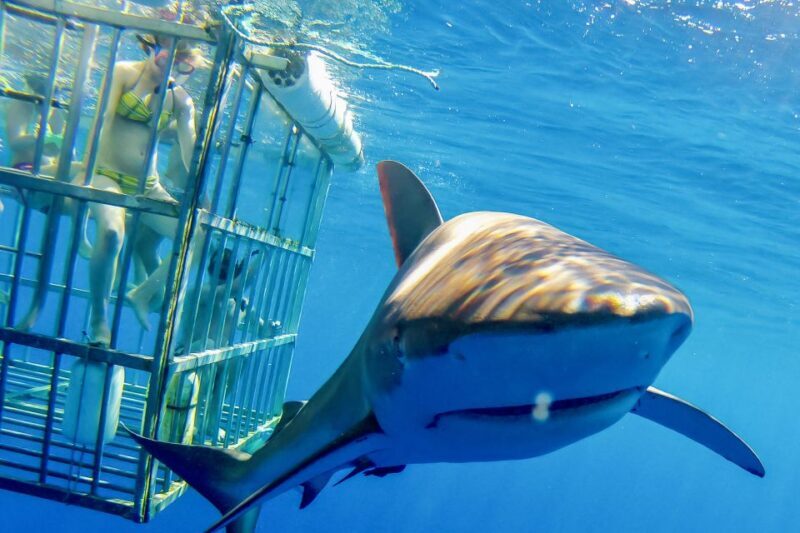 Oahu: Shark Cage Dive on the North Shore - Authentic Marine Encounters on the North Shore
