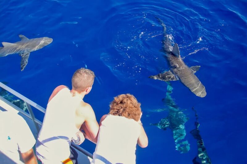 Oahu: Shark Cage Dive on the North Shore - The Practicalities: Price, Duration, and What’s Included