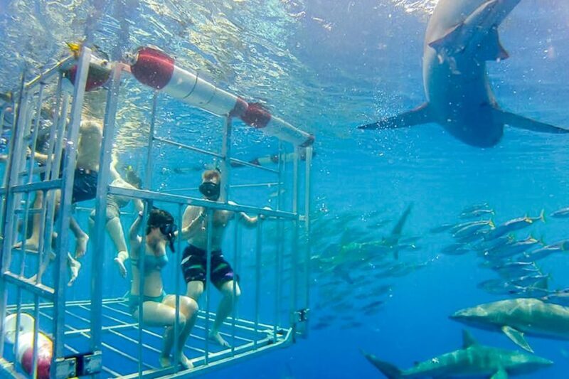Oahu: Shark Cage Dive on the North Shore - Authentic Feedback: What Travelers Say