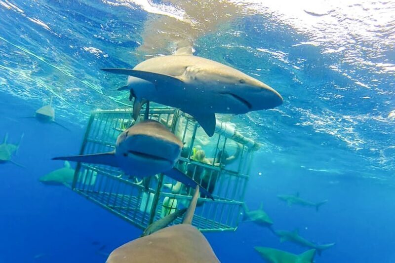 Oahu: Shark Cage Dive on the North Shore - Why This Tour Matters