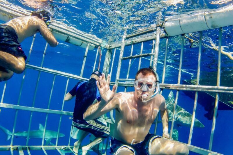Oahu: Shark Cage Dive on the North Shore - Final Thoughts