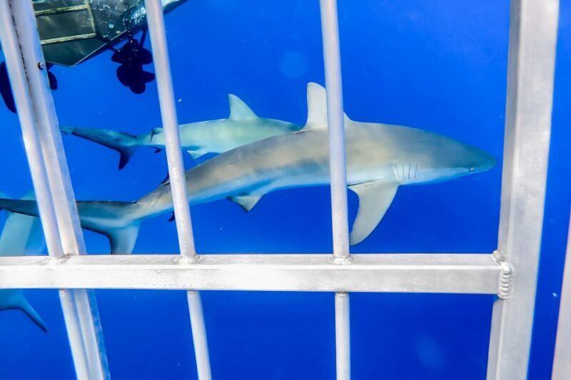 Oahu: Shark Cage Dive on the North Shore - FAQ