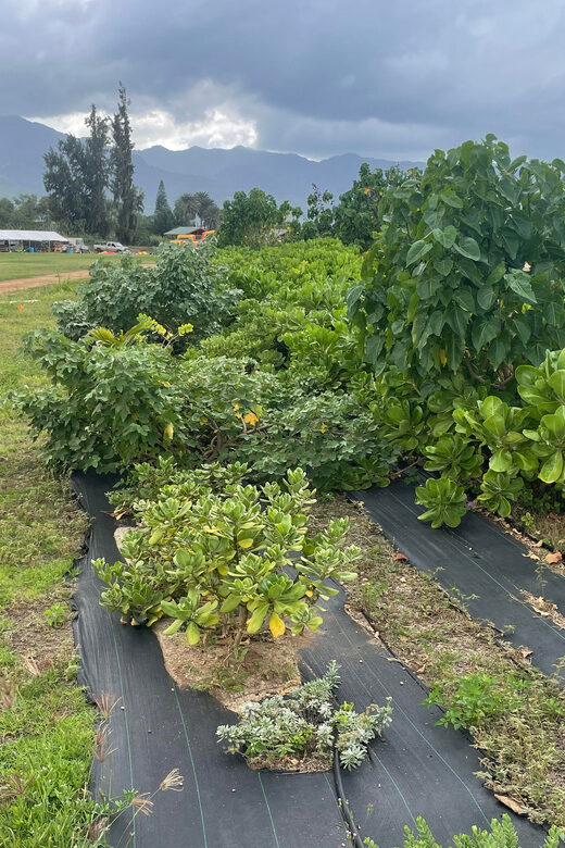 Oahu: Shoreline Restoration Tour w/ Native Plants & Animals - Oahu: Shoreline Restoration Tour w/ Native Plants & Animals — A Practical Look at an Authentic Hawaiian Experience