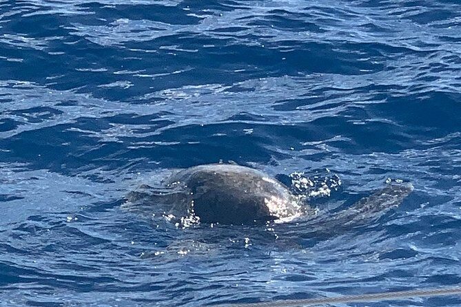 Oahu Small Group Snorkel Tour with Yacht Cruise - FAQ Section