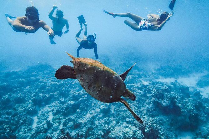 Oahu Small Group Snorkel Tour with Yacht Cruise - Final Thoughts