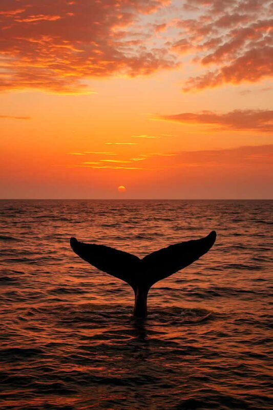 Oahu: Small-Group Whale Watching Sail with Local Crew - The Sum Up
