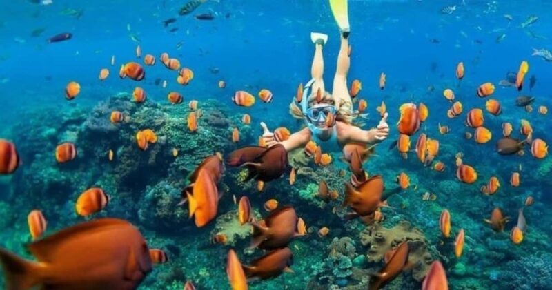 Oahu: Snorkel Adventure in Marine Sanctuary - The Sum Up