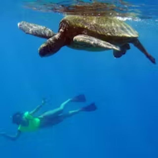 Oahu: Snorkeling & Dolphin Watch Cruise with Hawaiian Buffet - FAQ