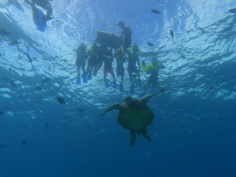 Oahu Snorkeling with Turtles, Water Scooter, Paddleboard - Key Points