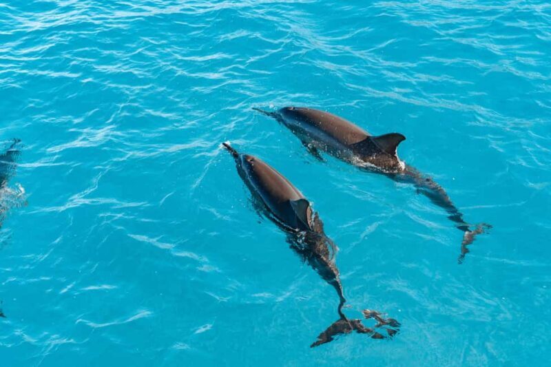 Oahu: Speedboat Snorkeling Adventure and Wild Dolphin Swim - The Experience Itself