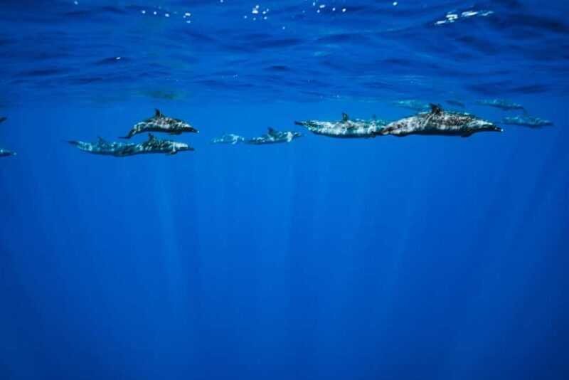 Oahu: Speedboat Snorkeling Adventure and Wild Dolphin Swim - FAQs