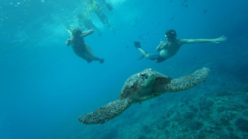 Oahu: Speedboat Snorkeling Adventure and Wild Dolphin Swim - The Itinerary in Detail: What Makes Each Stop Special