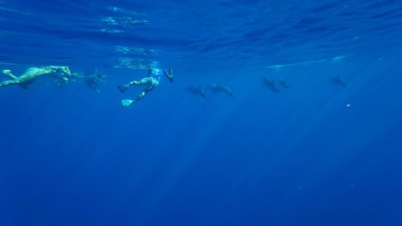 Oahu: Speedboat Snorkeling Adventure and Wild Dolphin Swim - What to Keep in Mind