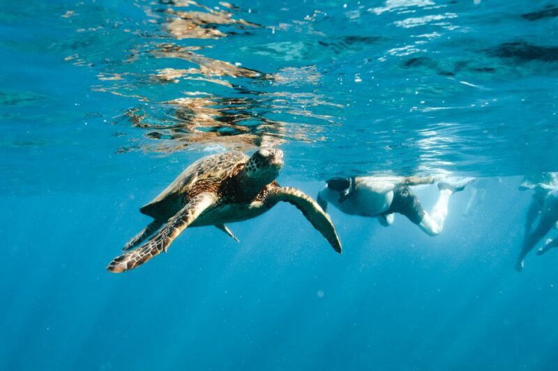 Oahu: Speedboat Snorkeling Adventure and Wild Dolphin Swim - Final Thoughts: Who Will Love This Tour?