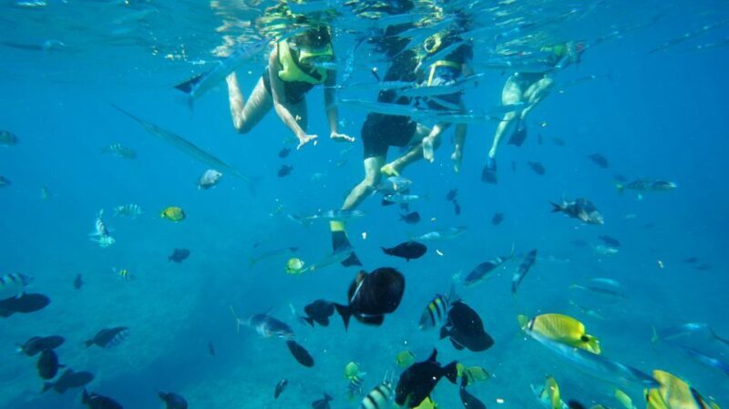 Oahu: Speedboat Snorkeling Adventure and Wild Dolphin Swim - FAQ