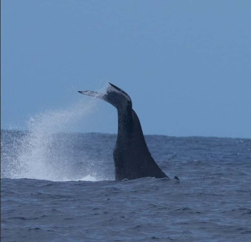 Oahu: Sunset Humpback Whale Watching Tour - Introduction: What makes this tour stand out?