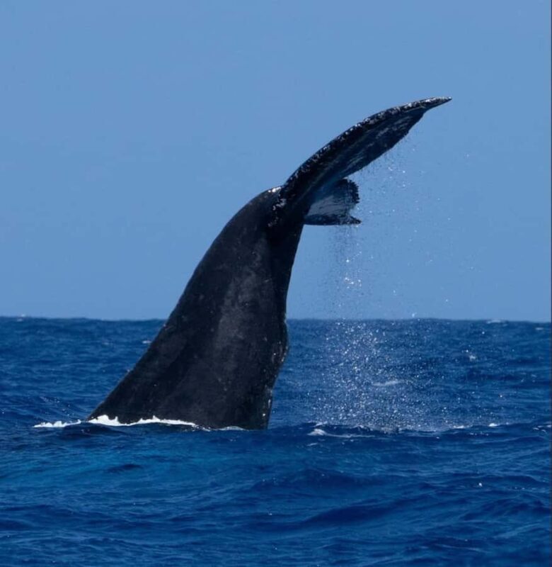 Oahu: Sunset Humpback Whale Watching Tour - What makes this experience special?