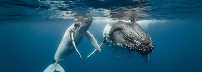 Oahu: Sunset Humpback Whale Watching Tour - Practical tips for the trip