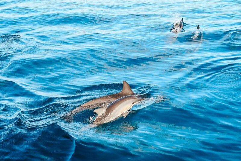 Oahu: Swim with Dolphins, Turtle Snorkel Tour and Waterslide - Key Points