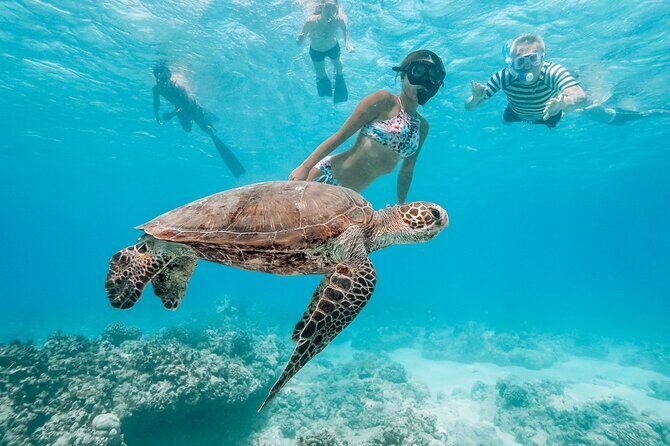 Oahu Swimming with Dolphins Speedboat Adventure - An In-Depth Look at the Oahu Speedboat Tour