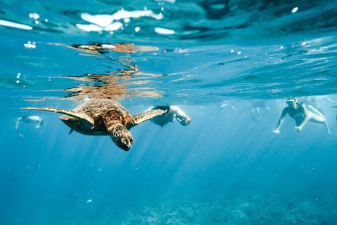 Oahu Swimming with Dolphins Speedboat Adventure - Frequently Asked Questions