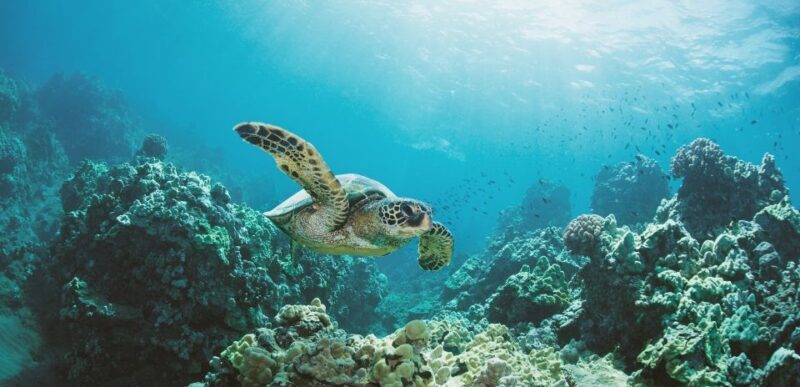 Oahu: Turtle Canyon Snorkeling Boat Tour - The Itinerary: What You’ll Experience