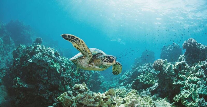 Oahu: Turtle Canyon Snorkeling Boat Tour - The Scenery: More Than Just Marine Life