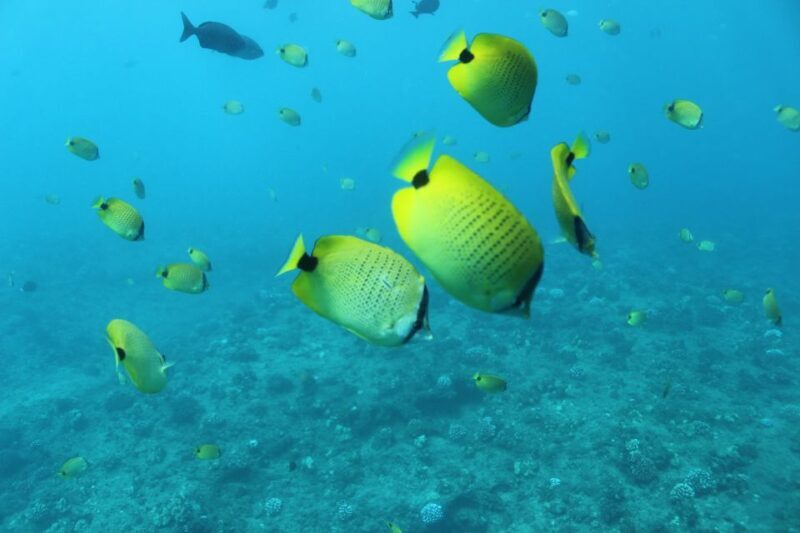 Oahu: Turtle Canyon Snorkeling & Hula Dance - Final Thoughts