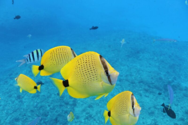 Oahu: Turtle Canyon Snorkeling & Hula Show - Who Should Sign Up?