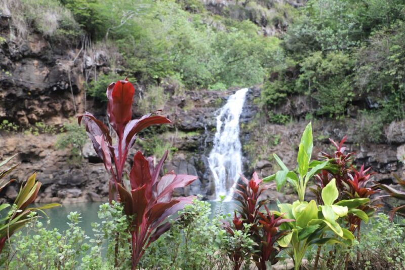 Oahu: Valley of Waimea Falls Swim & Hike with Lunch & Dole - From Waikiki to Waimea Valley: Seamless Transportation