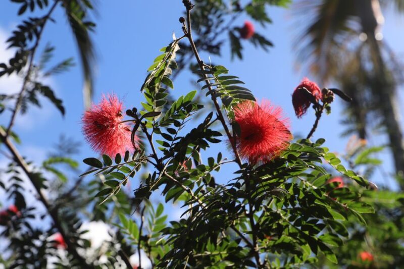 Oahu: Valley of Waimea Falls Swim & Hike with Lunch & Dole - Lunch in Waimea Valley: A Picnic in Paradise