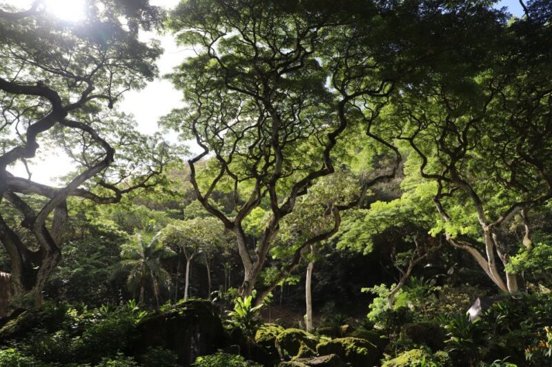 Oahu: Valley of Waimea Falls Swim & Hike with Lunch & Dole - Visiting Dole Plantation: A Sweet Finish