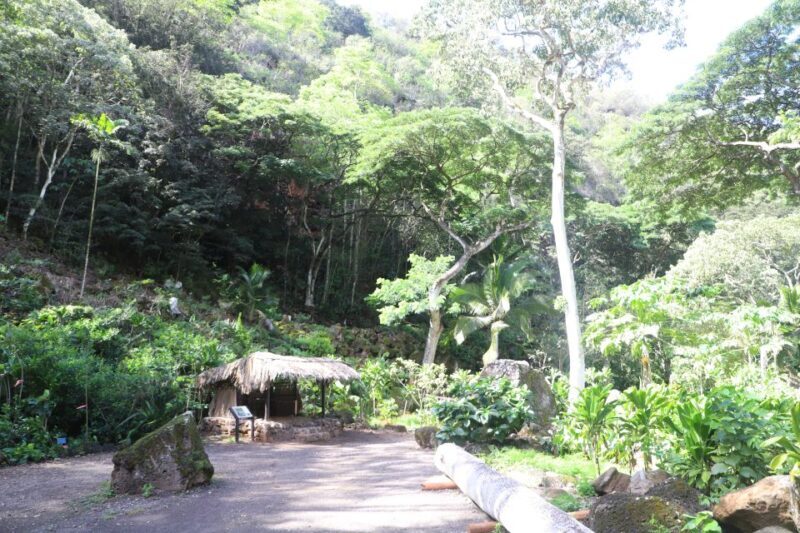 Oahu: Valley of Waimea Falls Swim & Hike with Lunch & Dole - What We Love: Authentic Experiences and Expert Guides