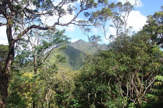 Oahu Volcanic Rainforest Hiking Adventure - Who Will Love This Tour?
