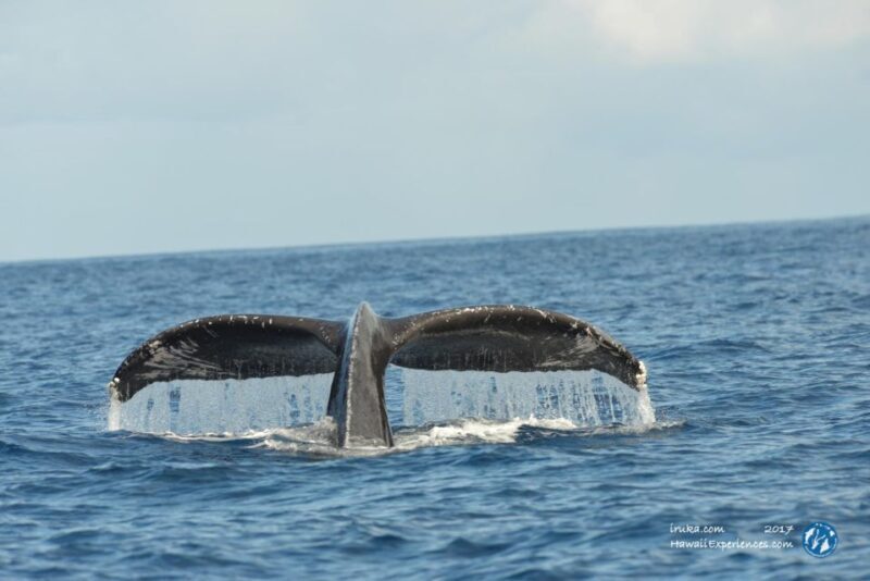 Oahu: Waikiki BYOB Sunset Cruise - Authenticity, Accessibility, and Practicalities