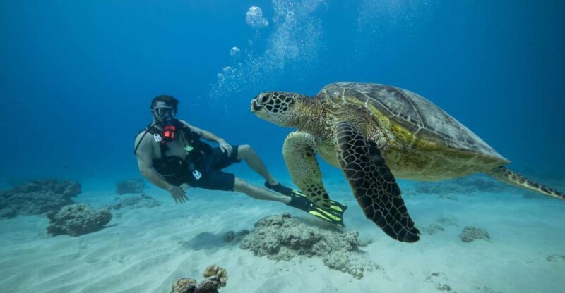 Oahu: Waikiki Discovery Scuba Diving for Beginners - The Underwater Experience: What Makes It Special?