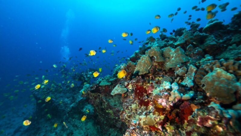 Oahu: Waikiki Discovery Scuba Diving for Beginners - FAQs