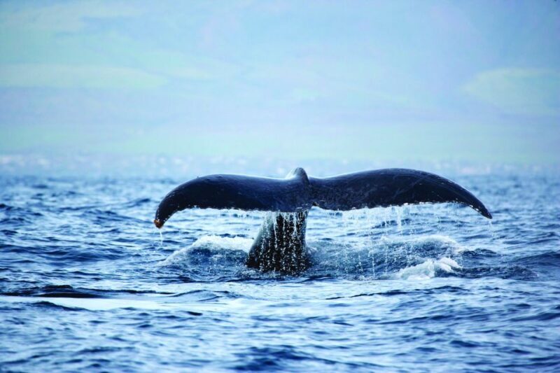 Oahu: Waikiki Eco-Friendly Afternoon Whale Watching Trip - Final Thoughts: Is It Right for You?