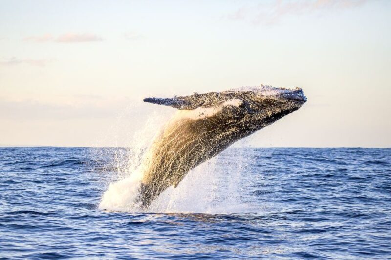 Oahu: Waikiki Eco-Friendly Morning Whale Watching Cruise - The Itinerary and What to Expect