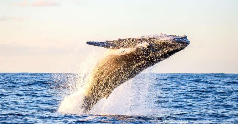 Oahu: Waikiki Eco-Friendly Morning Whale Watching Cruise - Breaking Down the Experience