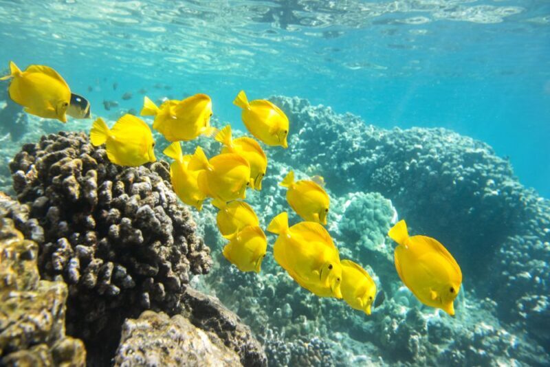 Oahu: Waikiki Glass Bottom Boat Sunset Cruise - Who Will Love This Tour?